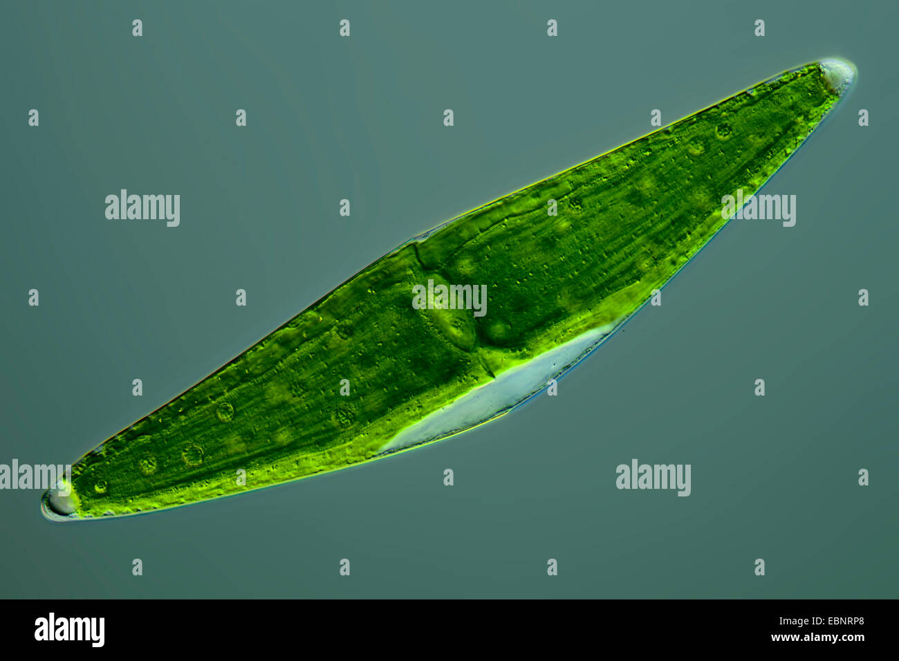 Closterium (Closterium spec.), in Differential interference contrast ...