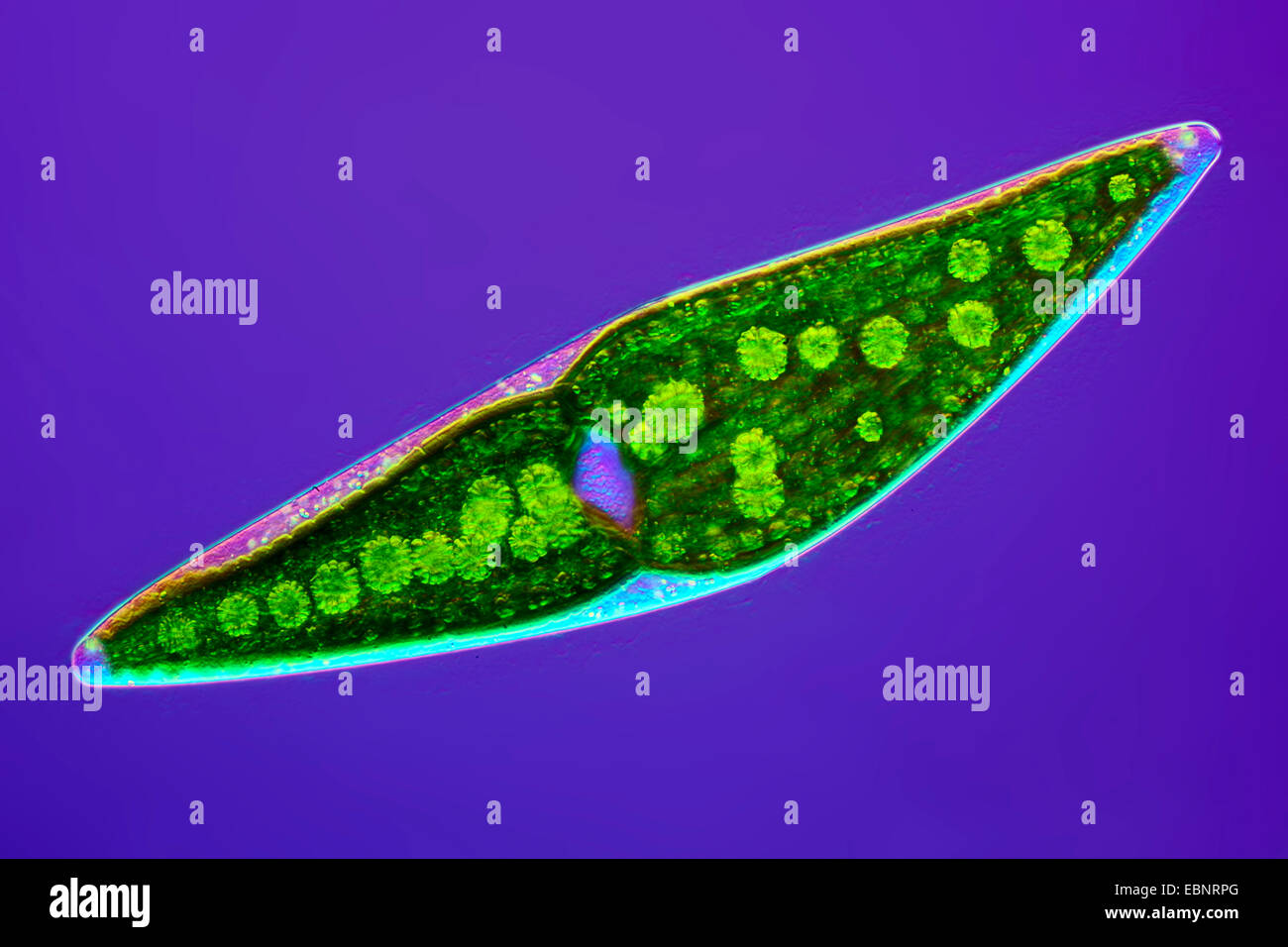 Closterium (Closterium spec.), in Differential interference contrast ...