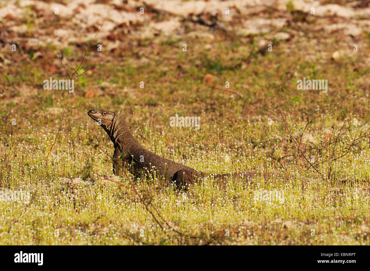 Bengal monitor, Indian monitor, common monitor (Varanus bengalensis ...