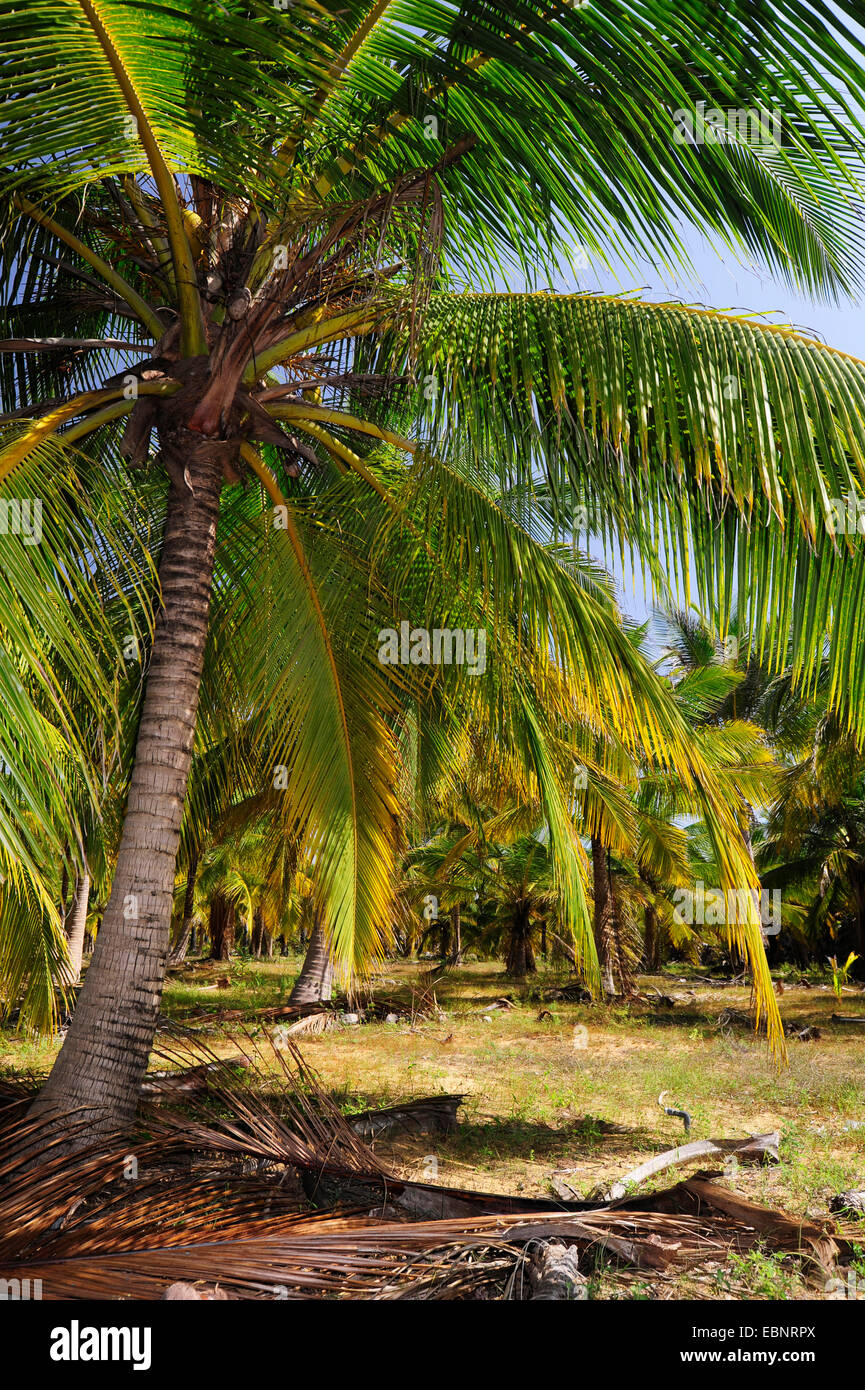 Coconut palm plantations cocos nucifera hi-res stock photography and ...