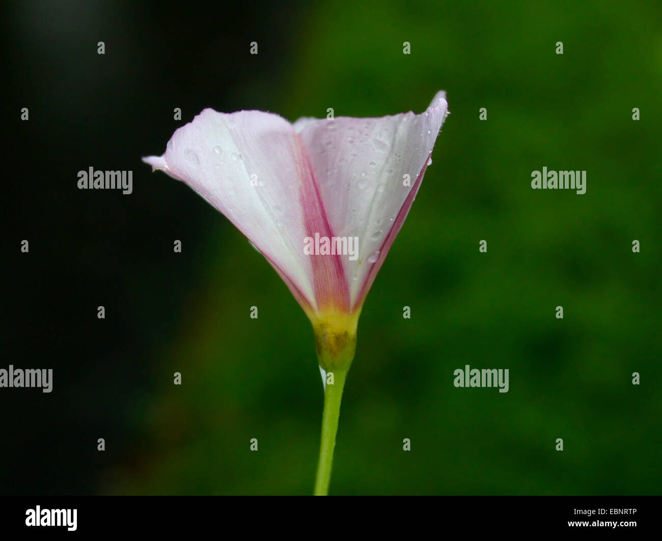 field bindweed, field morning-glory, small bindweed (Convolvulus ...