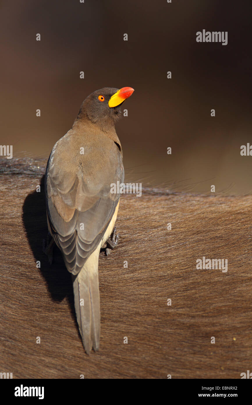 Yellow-billed oxpecker (Buphagus africanus), sitting on the back of a ...