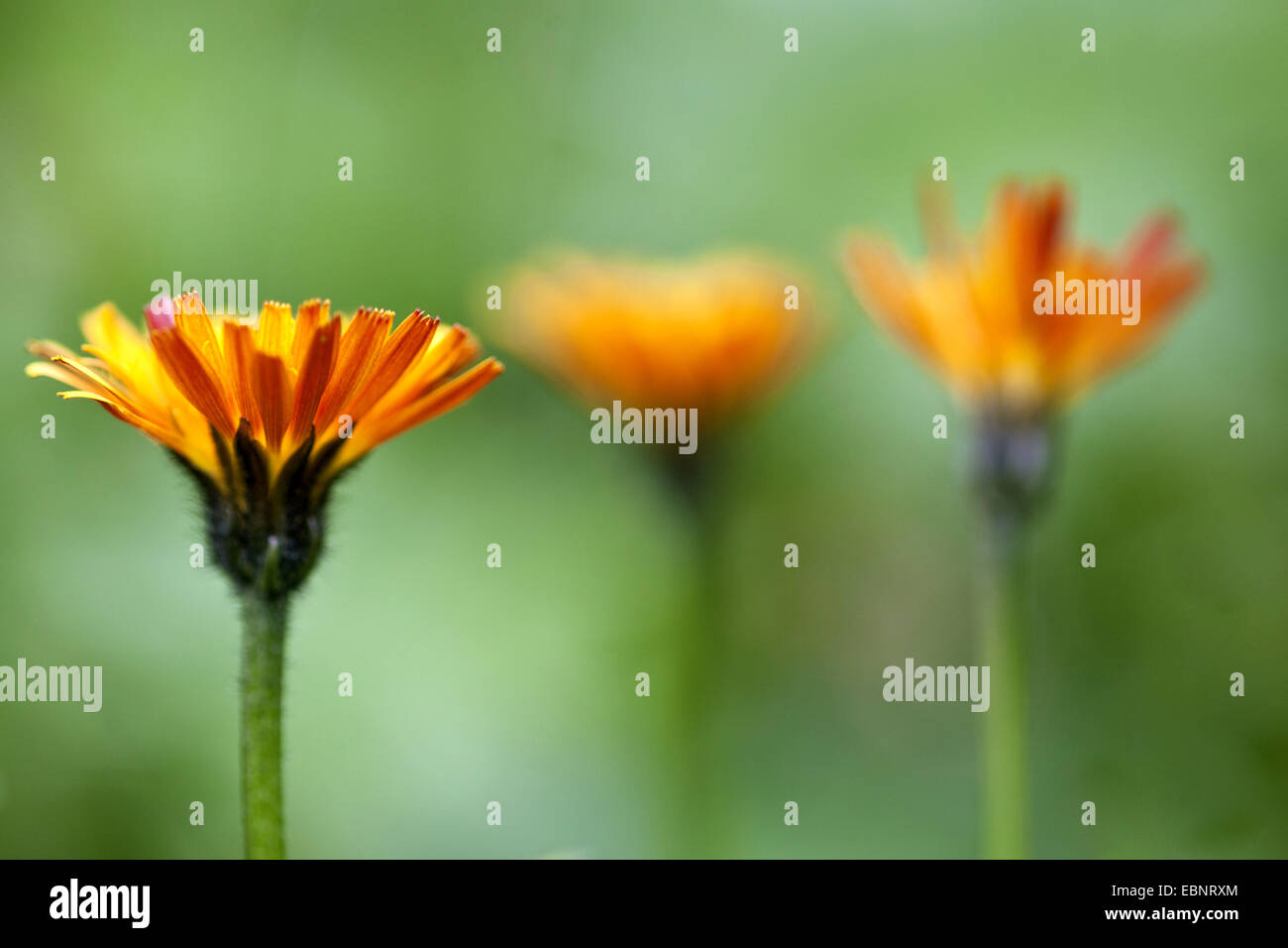 Crepis aurea hi-res stock photography and images - Alamy