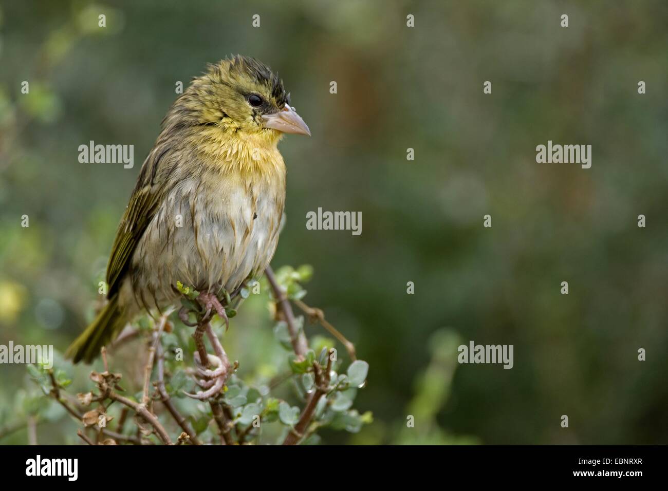 Female masked weaver hi-res stock photography and images - Alamy