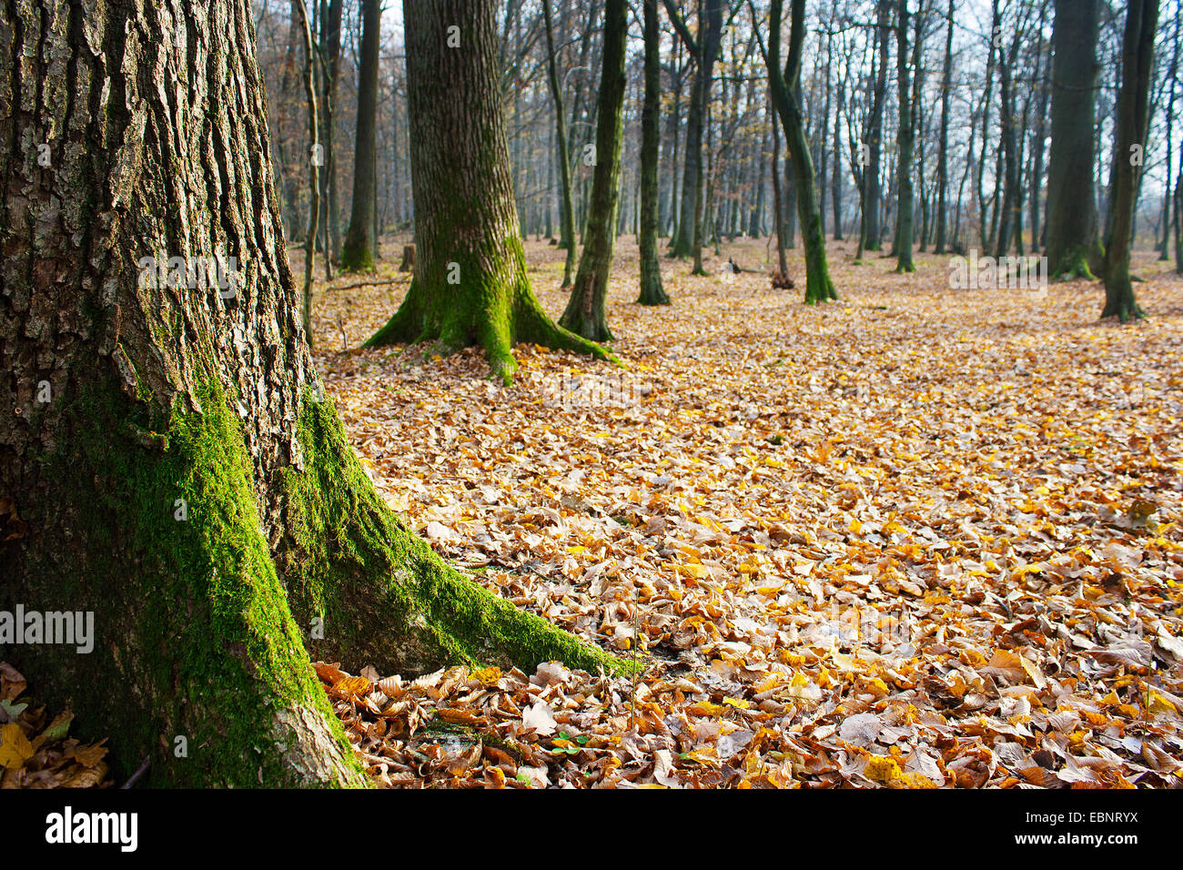 trees covered with green moss in autumn forest on cloudy day Stock ...