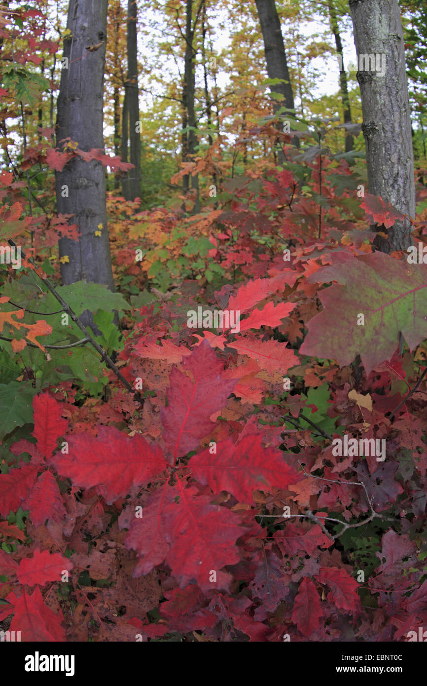 Oak Tree Autumn Vertical High Resolution Stock Photography and Images ...