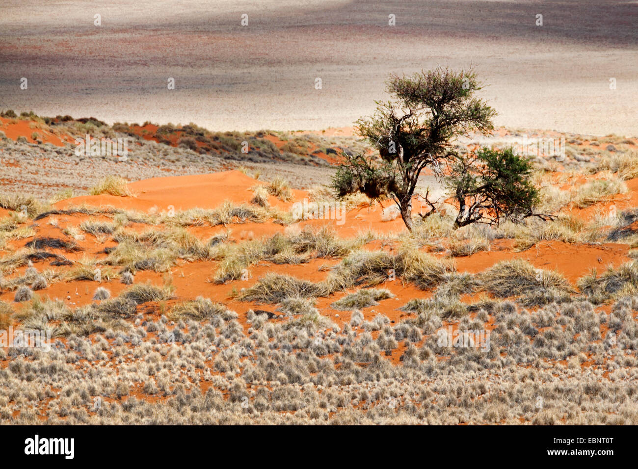 Namibian Bush High Resolution Stock Photography and Images - Alamy