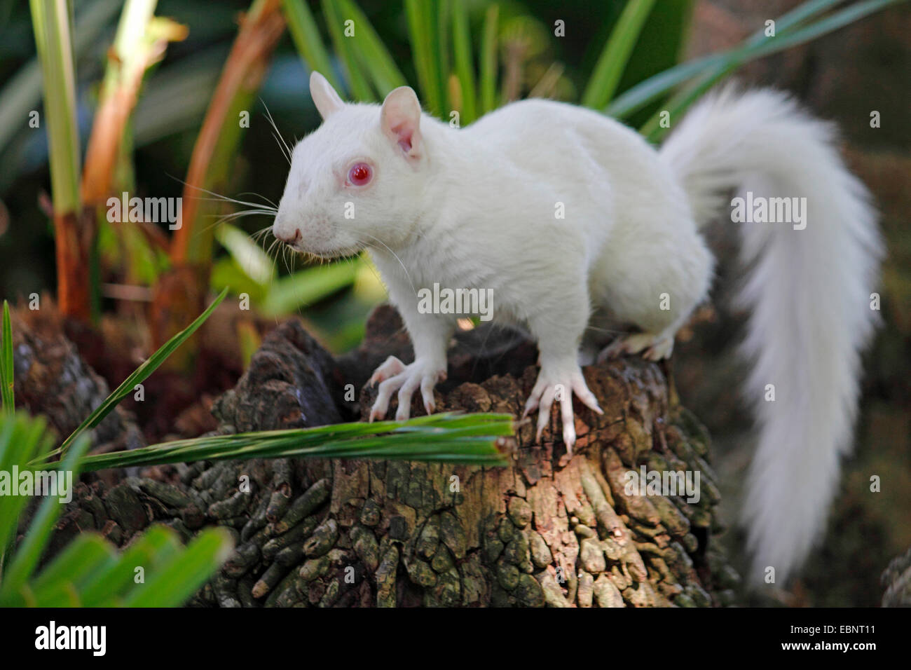 Albino Tree High Resolution Stock Photography and Images - Alamy