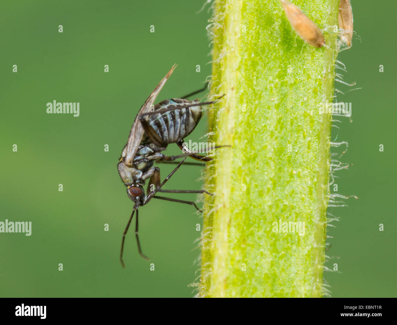 Capsid bug (Macrotylus herrichi), female laying eggs on Salvia ...