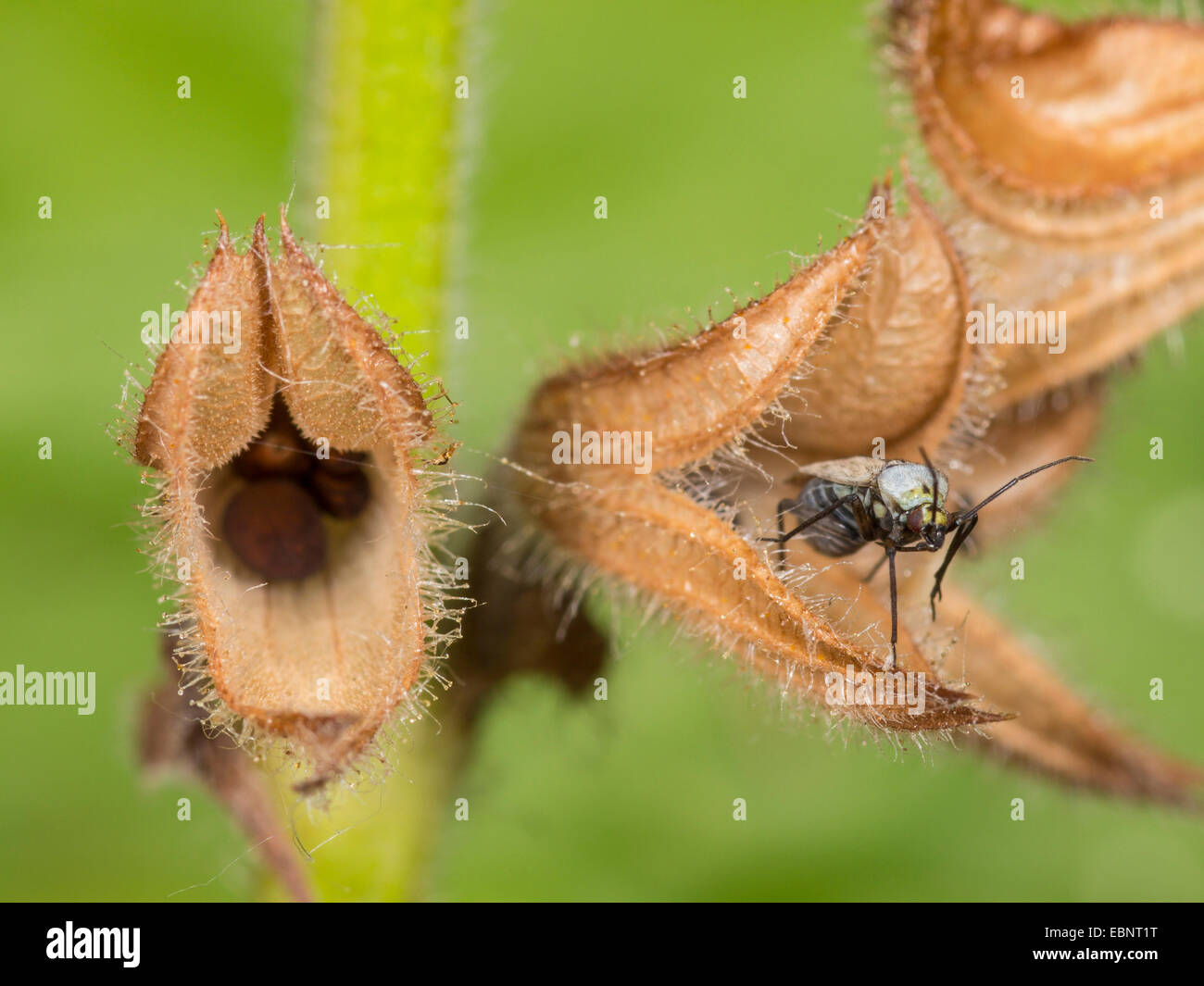 Capsid bug (Macrotylus herrichi), female sleeping on Salvia pratensis ...
