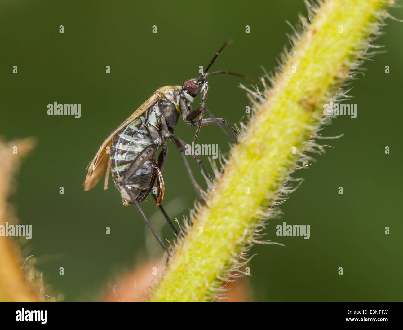 Capsid bug (Macrotylus herrichi), female laying eggs on Salvia ...
