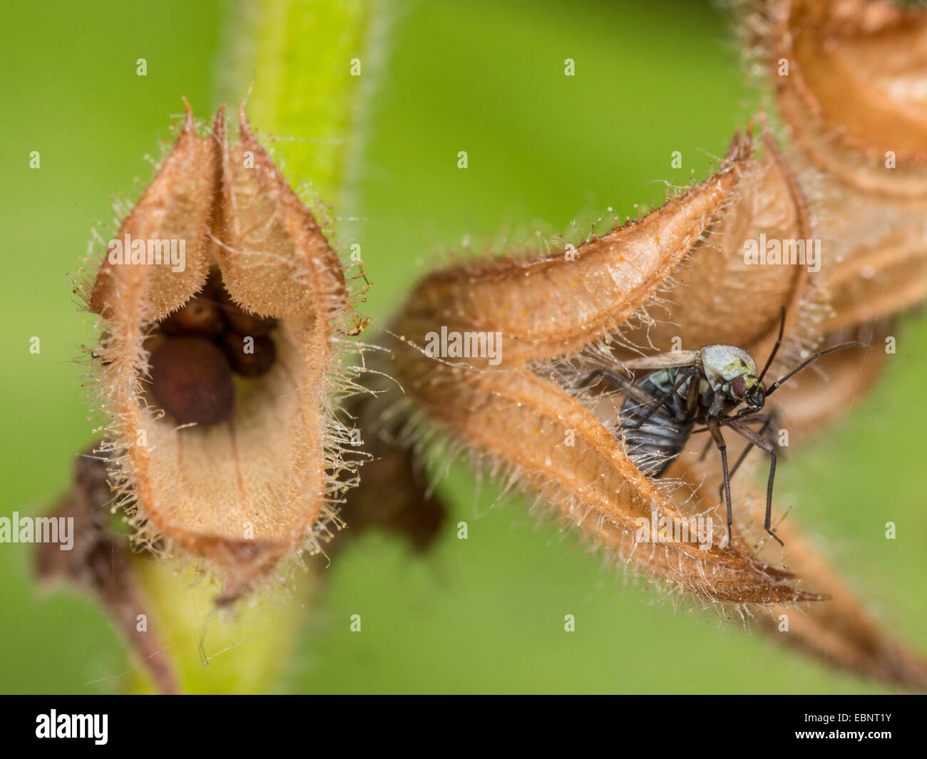 Capsid bug (Macrotylus herrichi), female sleeping on Salvia pratensis ...