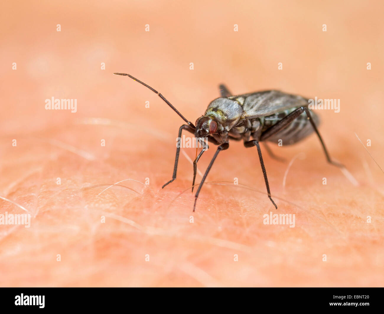 Bugs In Skin Of Humans