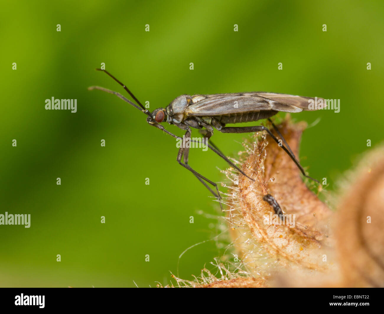 Capsid bug (Macrotylus herrichi), male on Salvia pratensis, Germany ...