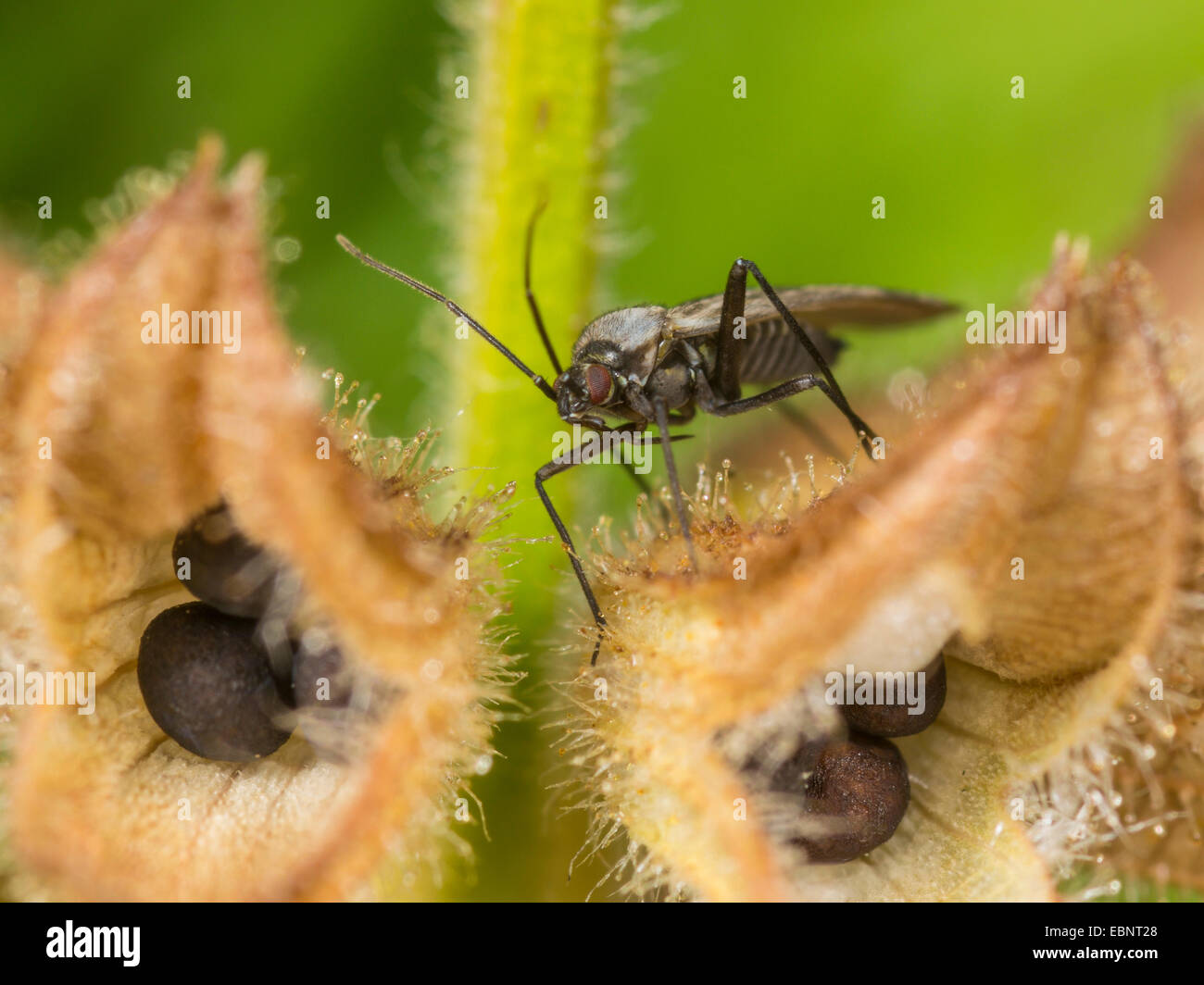 Capsid bug (Macrotylus herrichi), male on Salvia pratensis, Germany ...