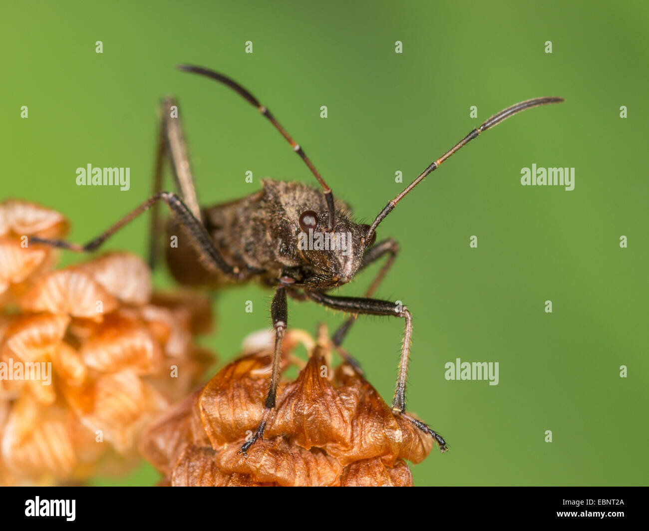 Ant bug, Redbacked bug, Redbacked broad-headed bug (Alydus calcaratus ...