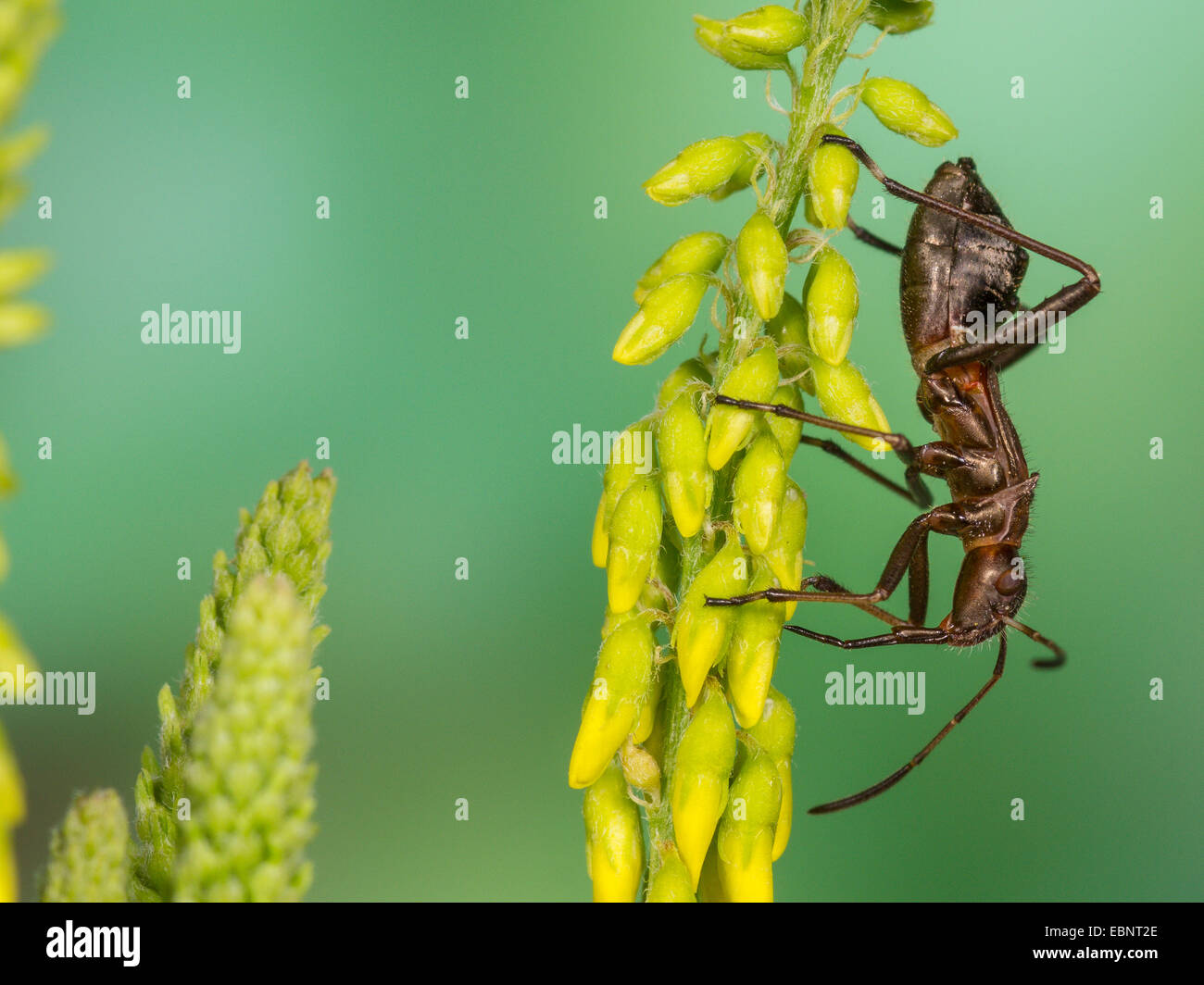 Upside down lotus flowers hi-res stock photography and images - Alamy
