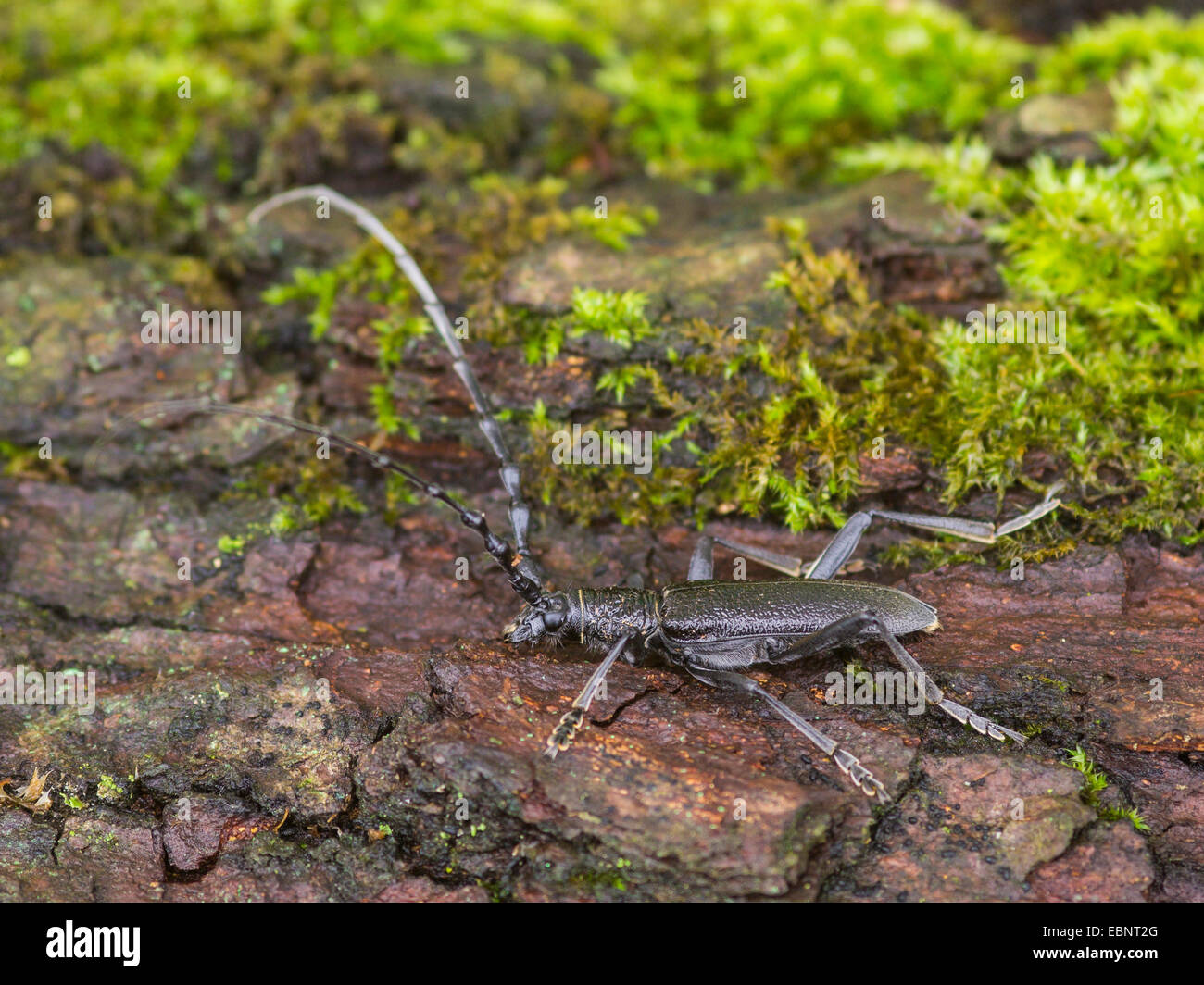 Longhorn beetle camouflage hi-res stock photography and images - Alamy