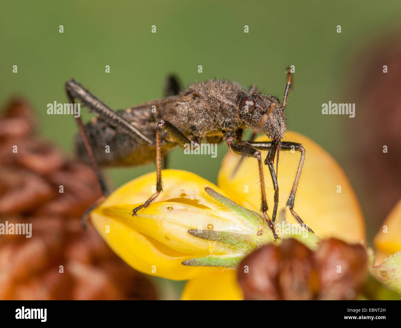 Ant bug, Redbacked bug, Redbacked broad-headed bug (Alydus calcaratus ...