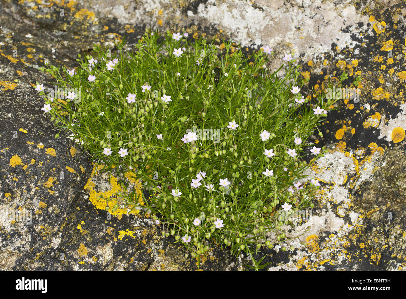Rock Sea-spurrey, Rock Sea spurrey, Sandspurry (Spergularia rupicola ...
