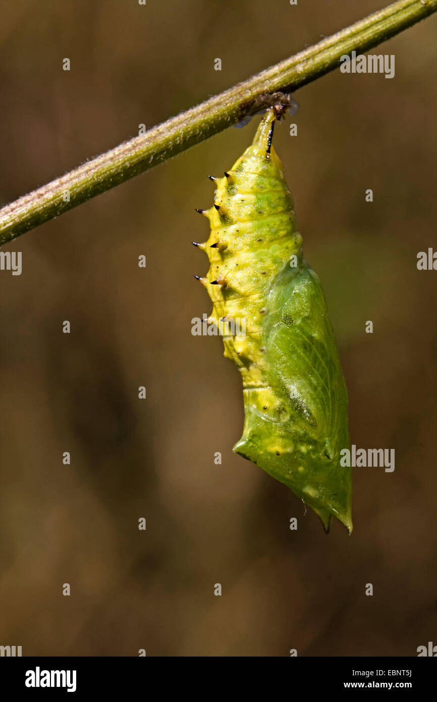 Portrait format peacock butterfly hi-res stock photography and images ...