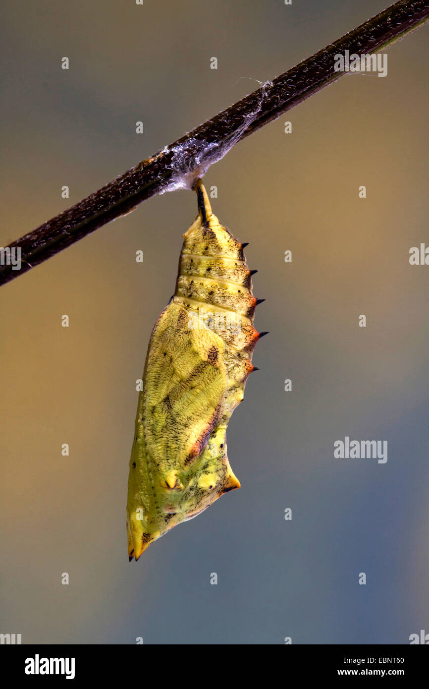 Portrait format peacock butterfly hi-res stock photography and images ...