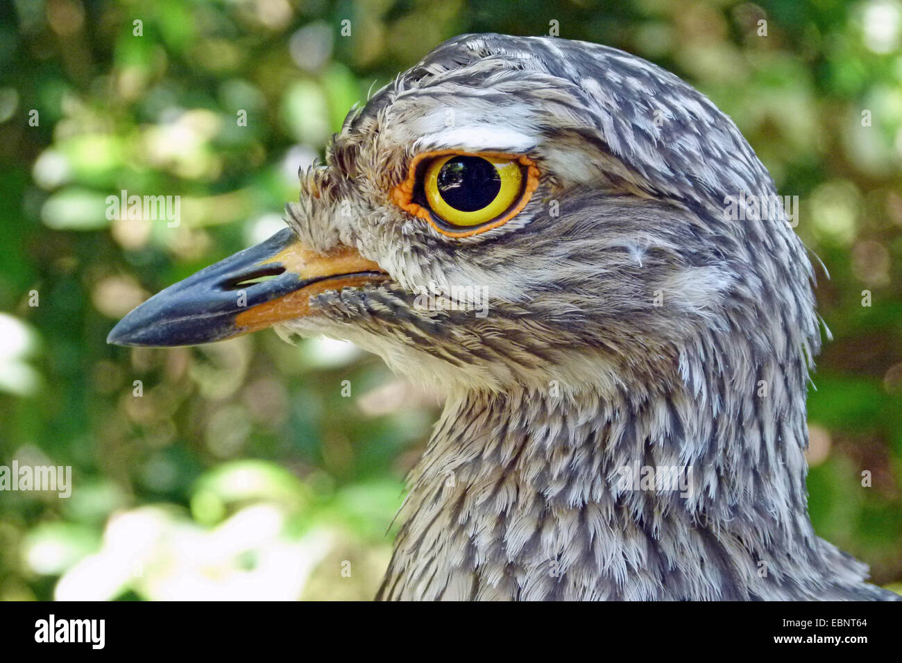 Cape dikkop, Spotted thick-knee (Burhinus capensis), portrait, Africa ...