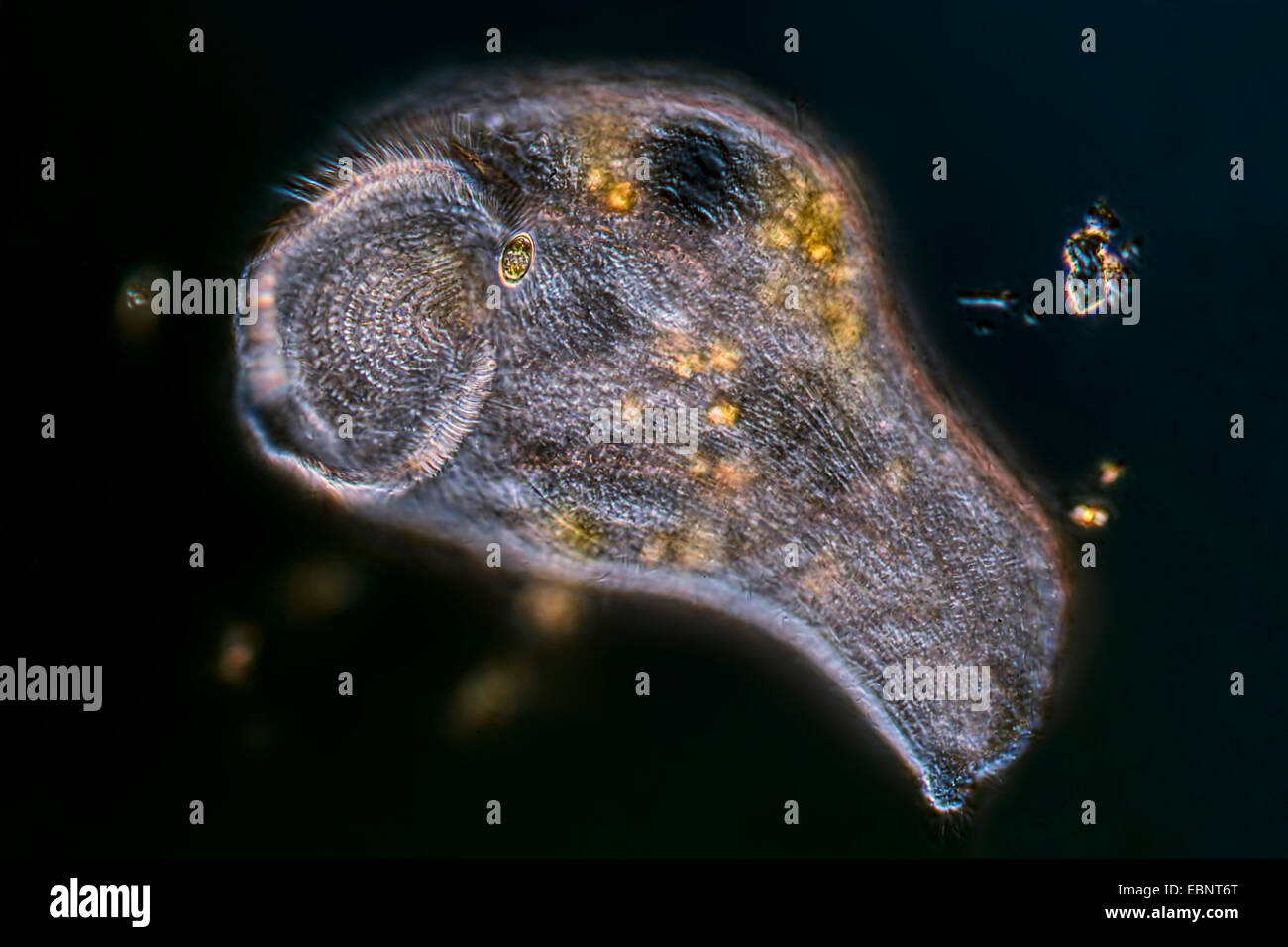 Animalcules hi-res stock photography and images - Alamy