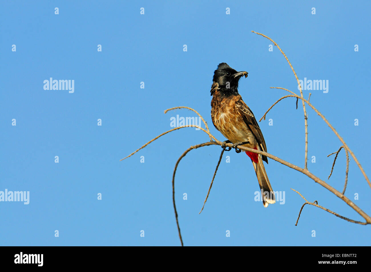 red-vented bulbul (Pycnonotus cafer), sitting on a twig with feed in ...
