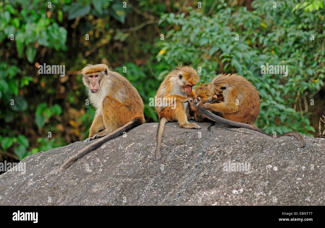 toque macaque (Macaca sinica), group grooming on a rock, Sri Lanka ...