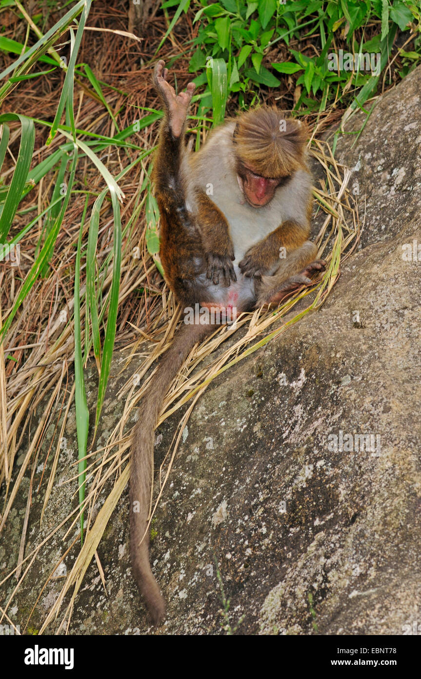 toque macaque (Macaca sinica), grooming, Sri Lanka Stock Photo - Alamy
