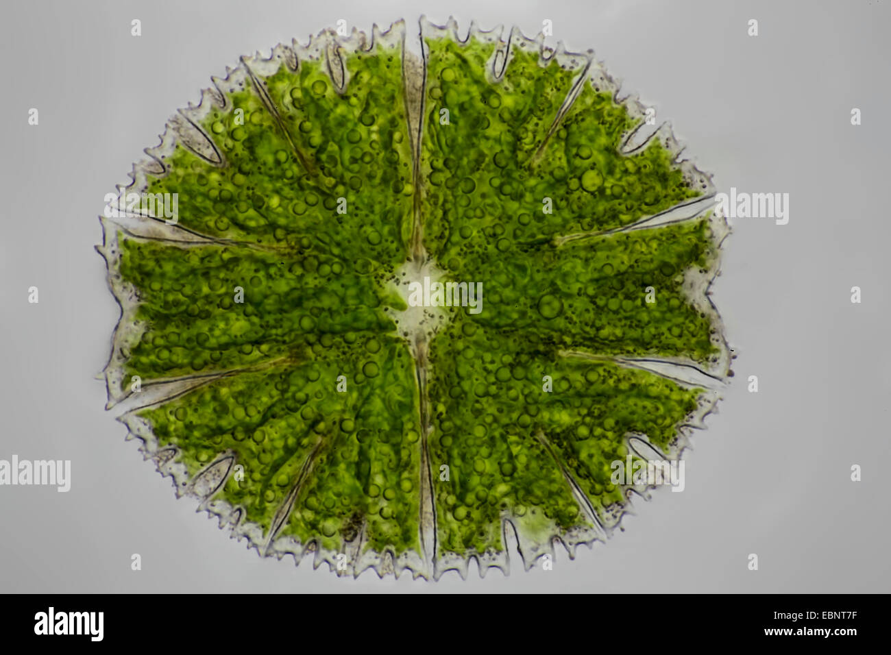 Micrasterias (Micrasterias spec.), microscopical picture Stock Photo ...