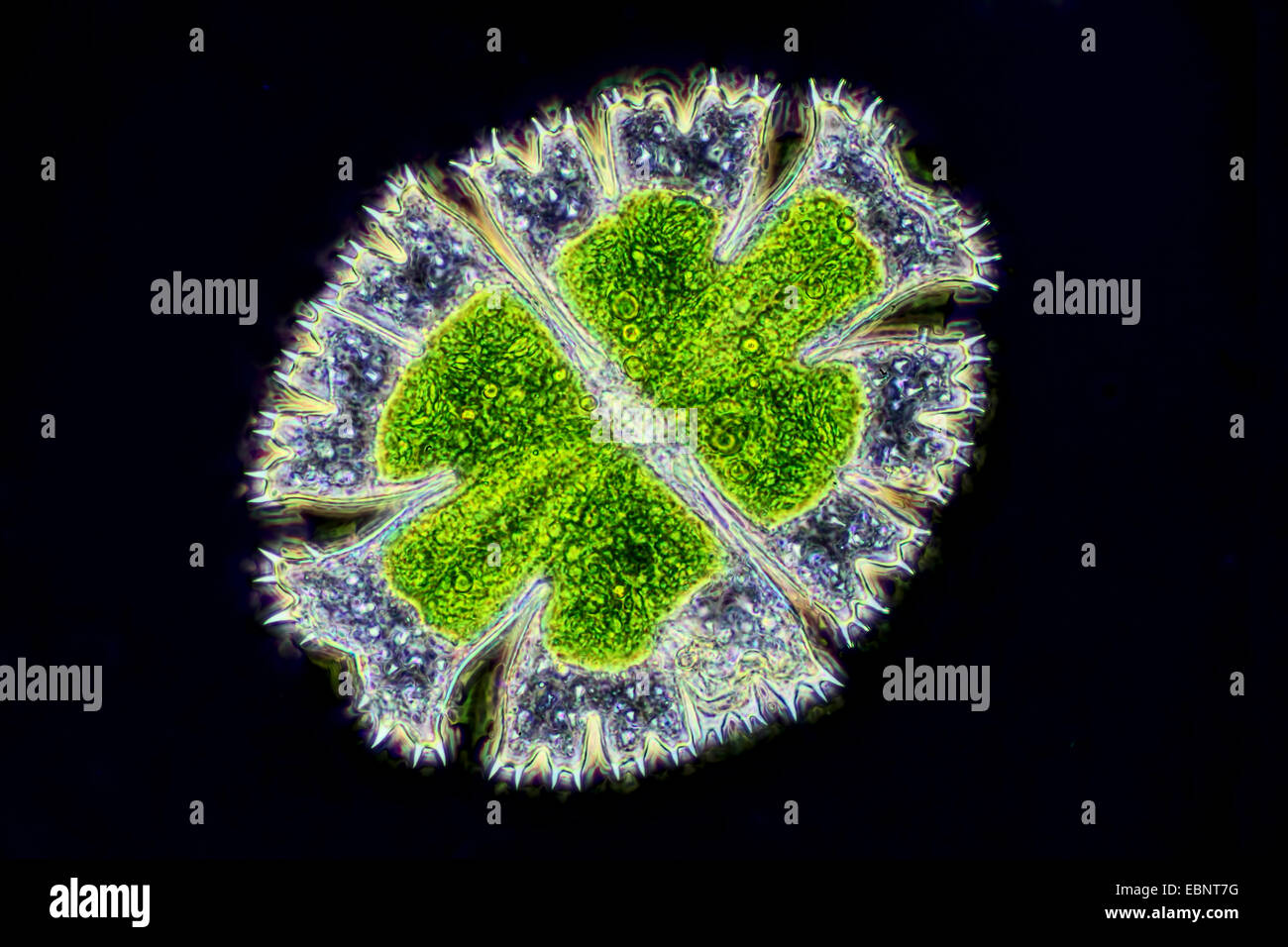 Micrasterias (Micrasterias spec.), in darkfield Stock Photo - Alamy
