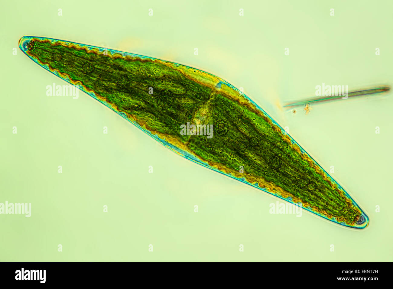 Closterium (Closterium spec.), in phase-contrast and interference ...