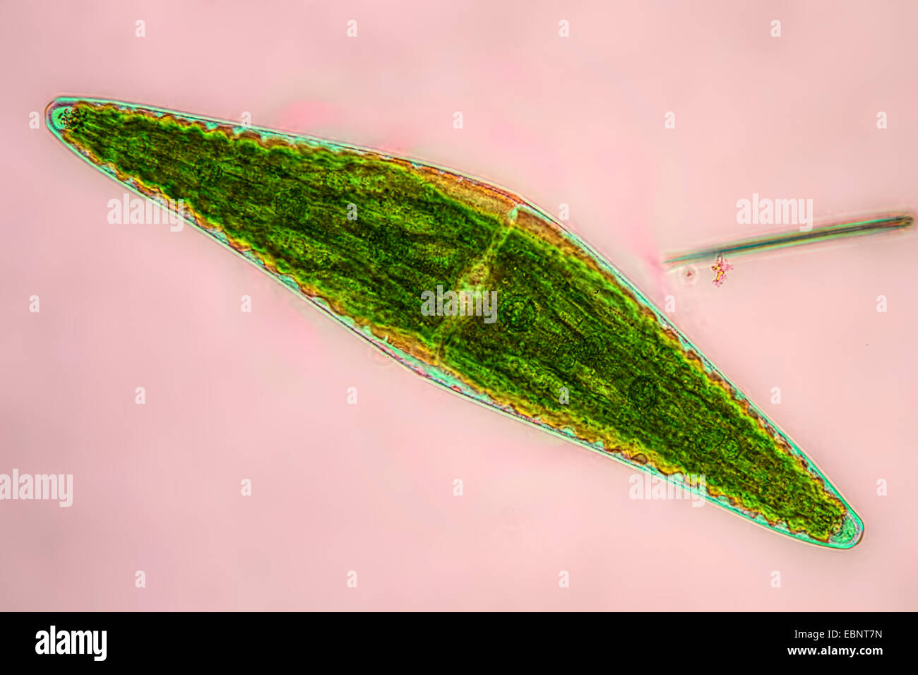 Closterium (Closterium spec.), in phase-contrast and interference ...