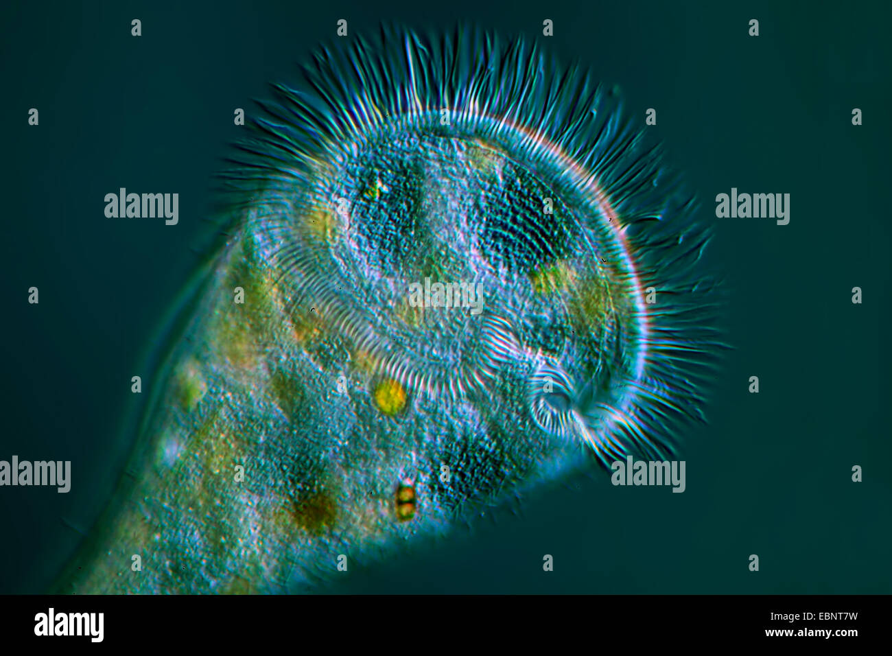 Animalcules High Resolution Stock Photography and Images - Alamy