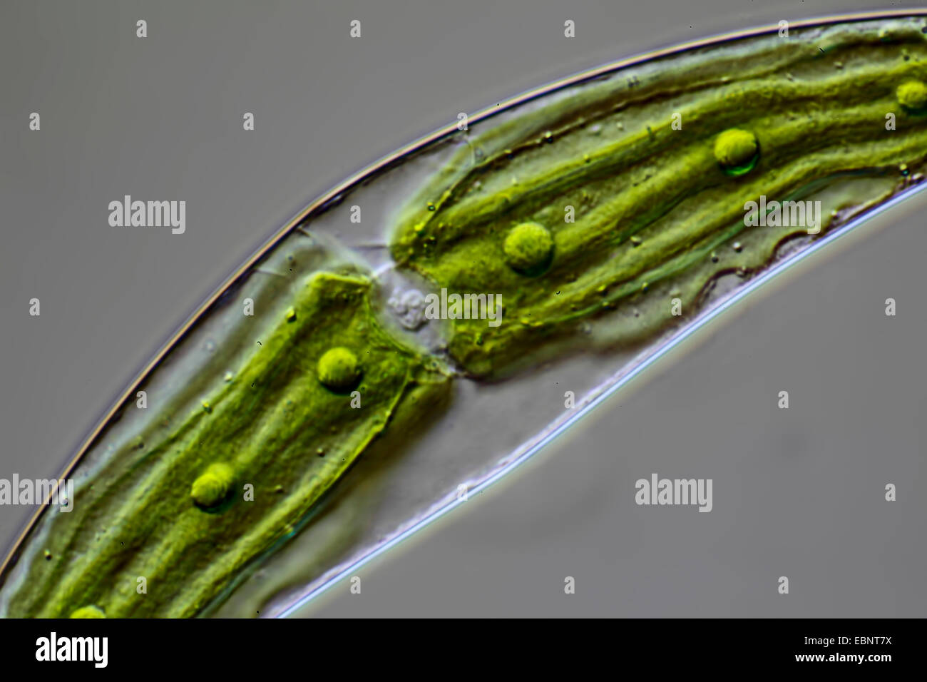 Closterium (Closterium spec.), in Differential interference contrast ...