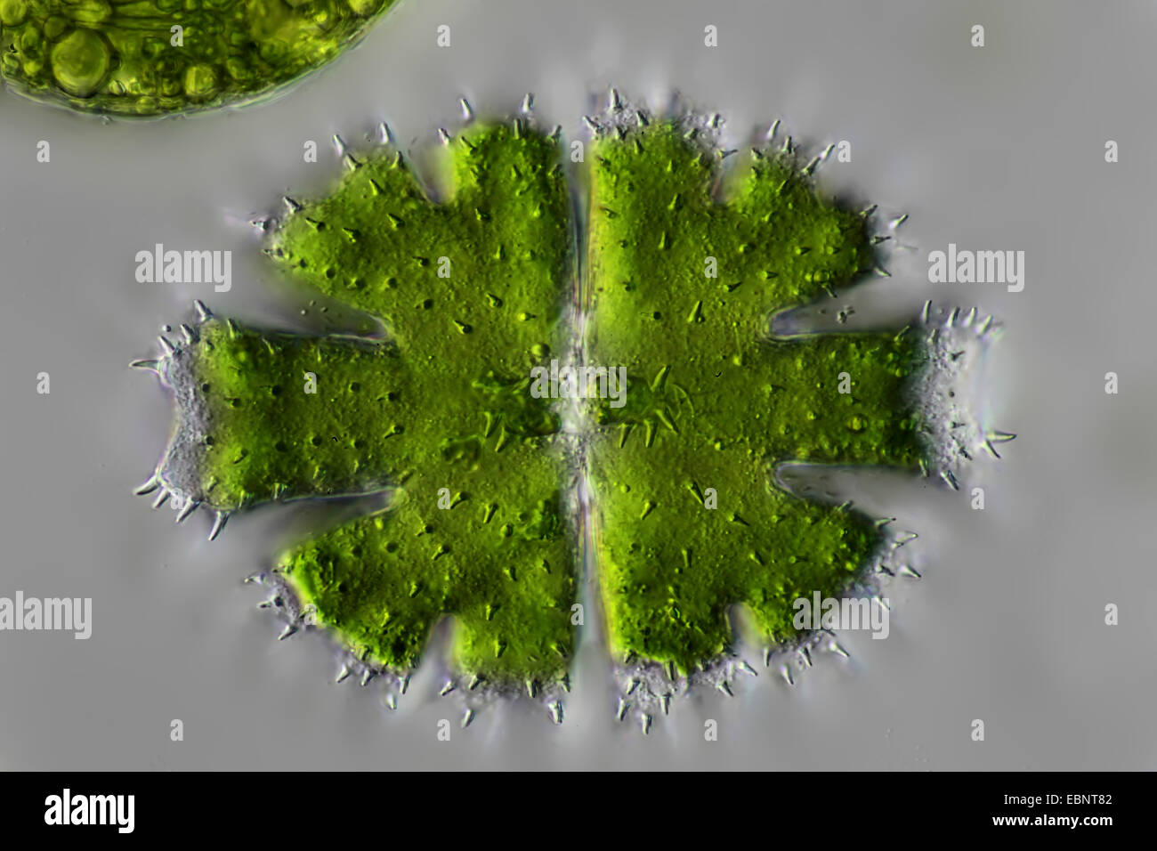 Micrasterias (Micrasterias spec.), in interference contrast microscopy ...
