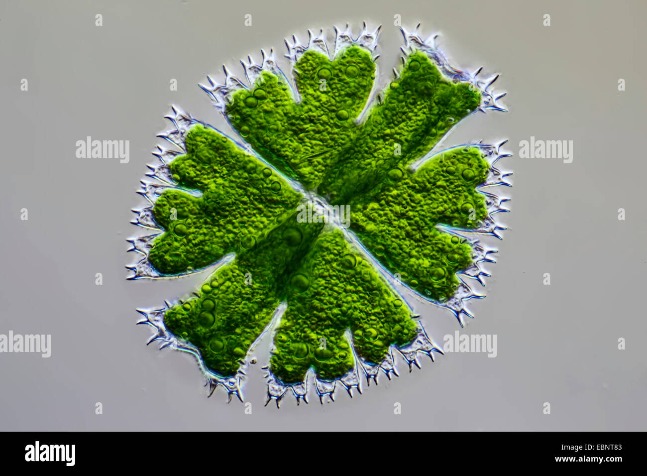 Micrasterias (Micrasterias spec.), in interference contrast microscopy ...