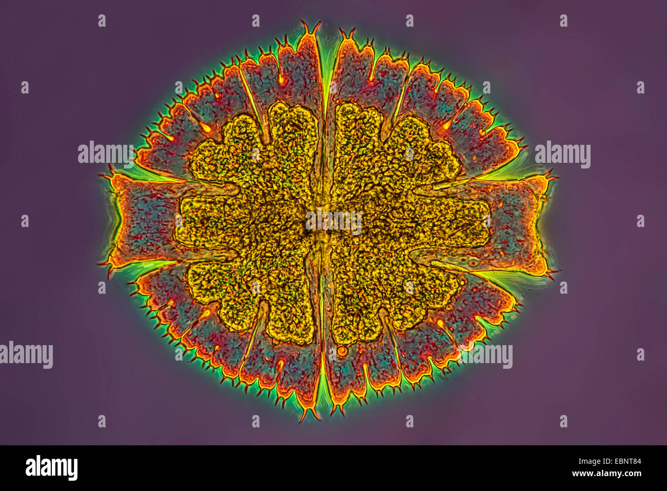 Micrasterias (Micrasterias spec.), in phase-contrast and interference ...