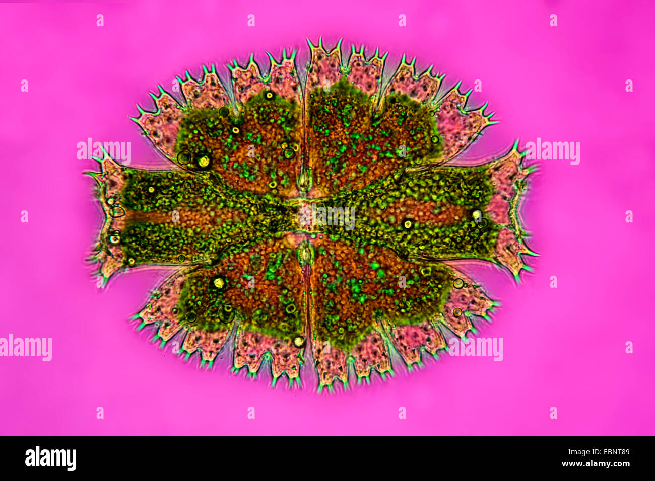 Pink plants microscope hi-res stock photography and images - Alamy