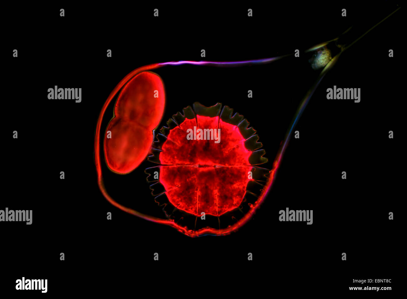 Two cells of micrasterias hi-res stock photography and images - Alamy