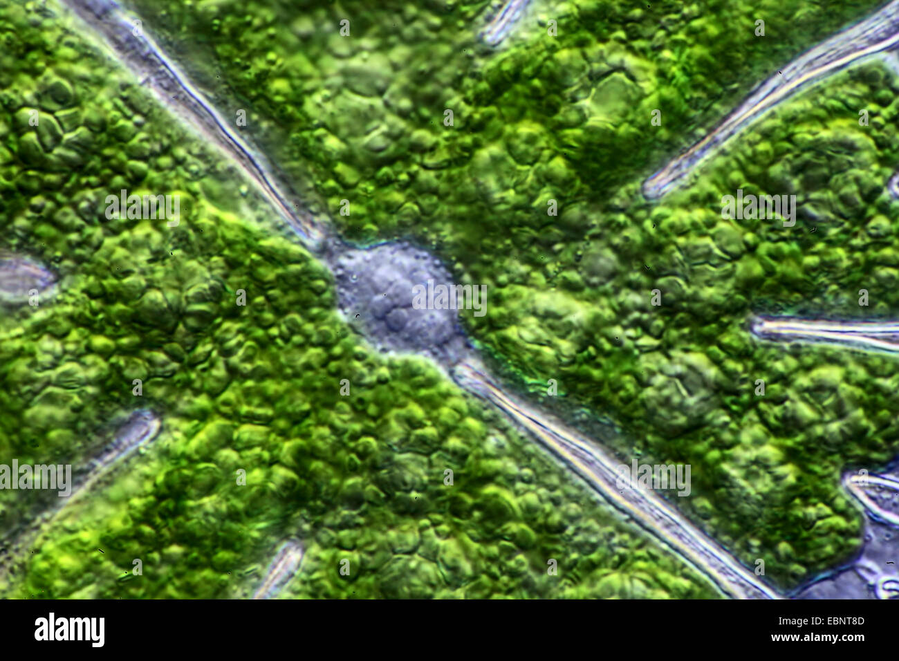 Micrasterias (Micrasterias spec.), in interference contrast microscopy ...