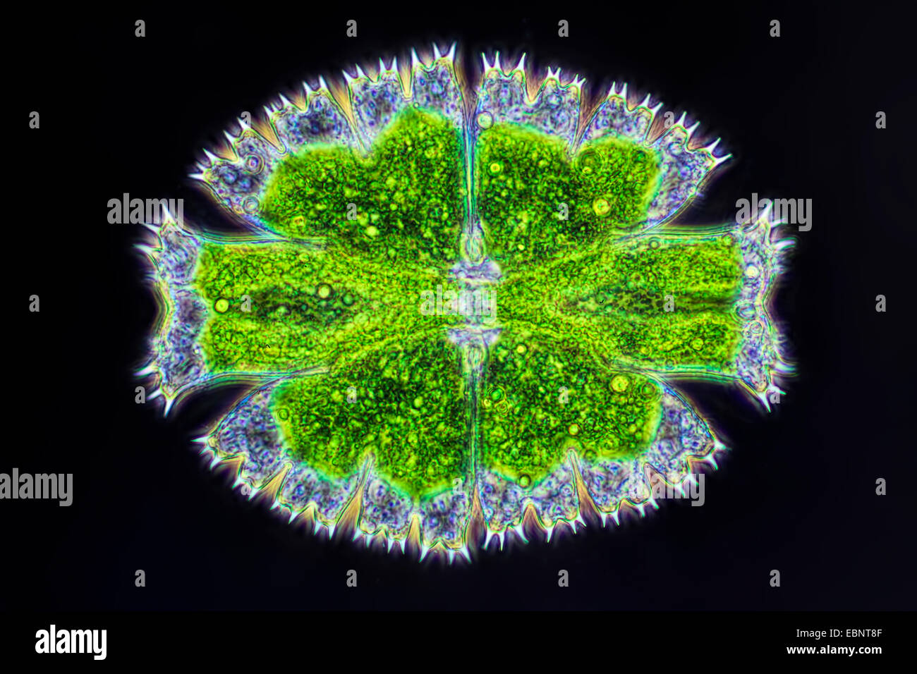 Micrasterias hi-res stock photography and images - Alamy