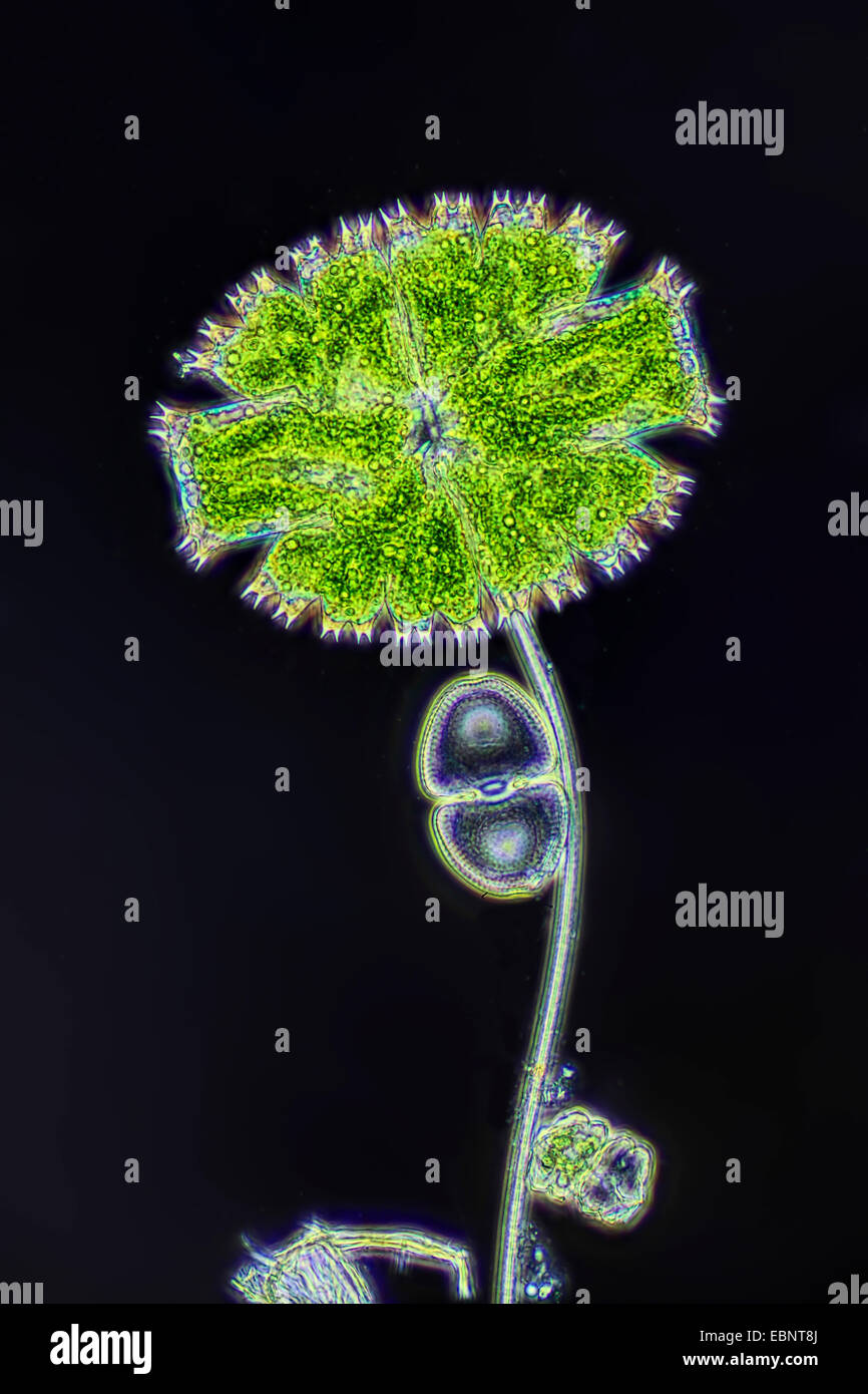 Dark field microscopy cells hi-res stock photography and images - Alamy