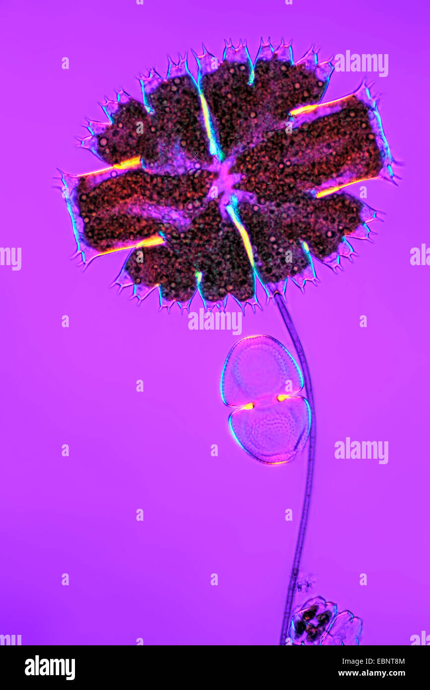 Single cell organism microscope hi-res stock photography and images - Alamy