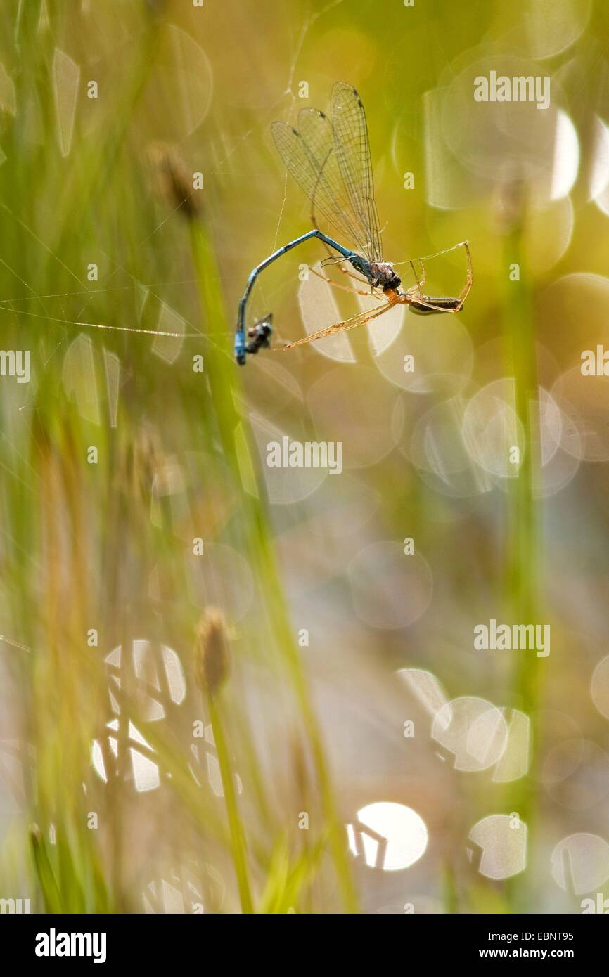 long-jawed spider (Tetragnatha extensa), long-jawed spider having ...