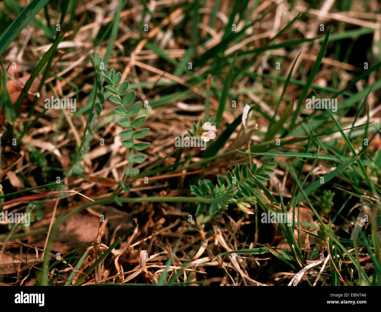 bird's-foot (Ornithopus perpusillus), blooming, Germany Stock Photo - Alamy