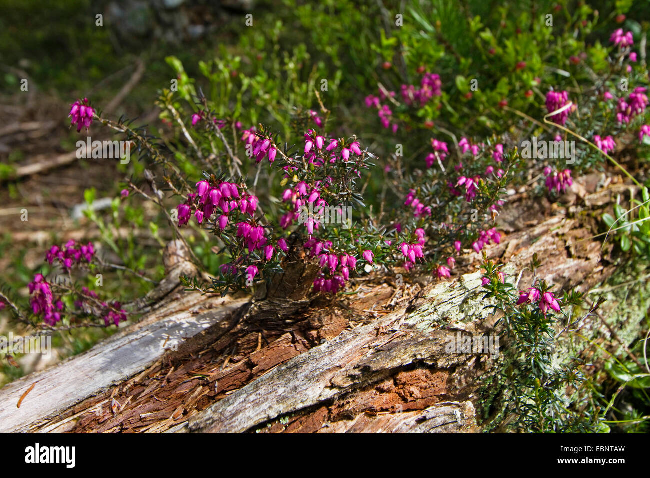 spring heath (Erica herbacea, Erica carnea), blooming, Austria ...