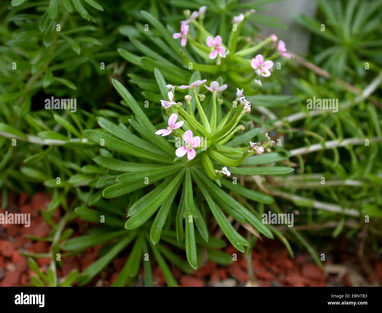 Stylidiaceae hi-res stock photography and images - Alamy